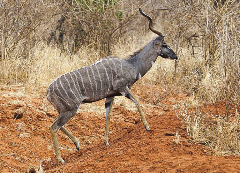 Noida’s Deer Park - RobinAge