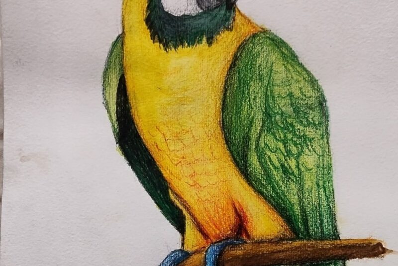 Parrot Portrait - RobinAge