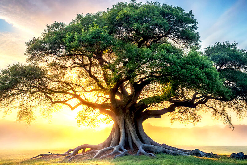 Wildlife: The Mysterious Lives of Trees - RobinAge