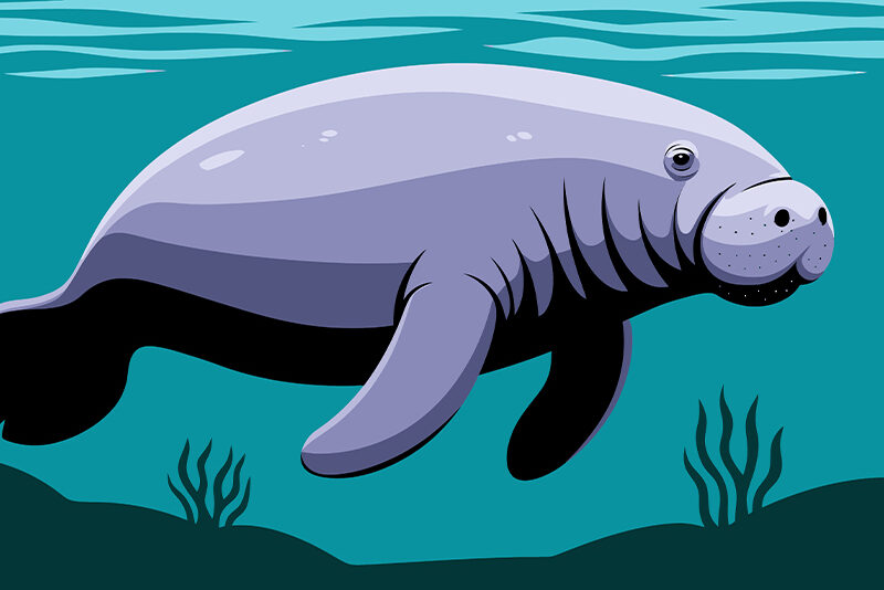 Under the Sea - RobinAge