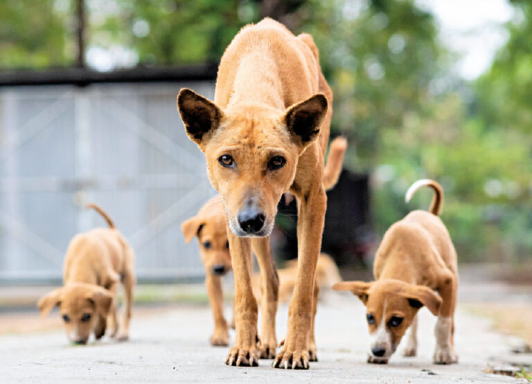 Stray Dog Care - RobinAge