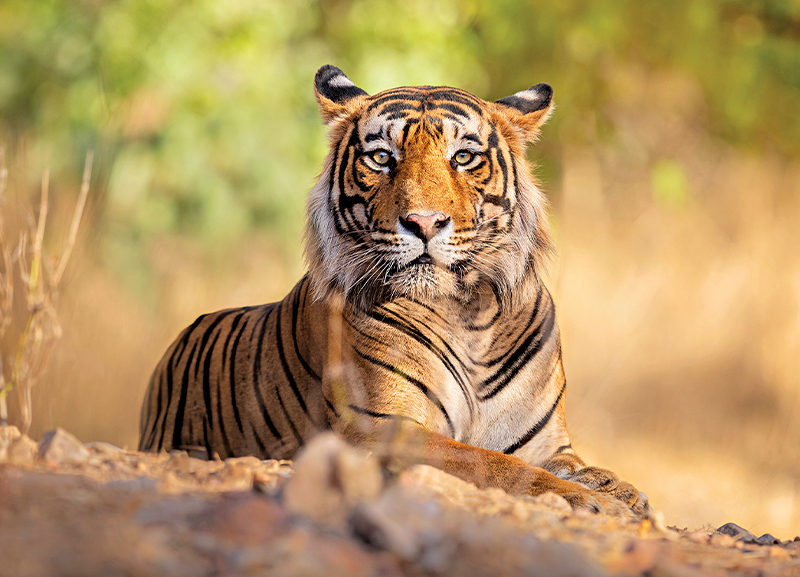 India's Favourite Newspaper for Kids - RobinAge