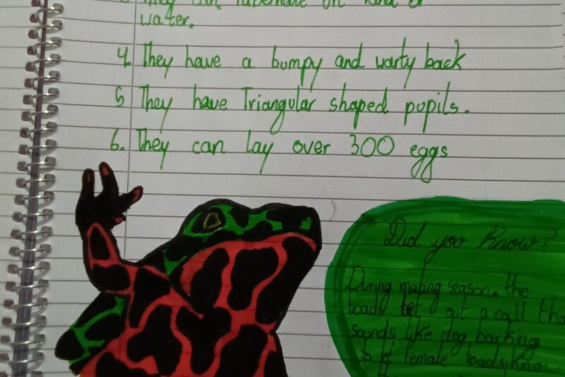 About Oriental Fire-bellied Toad - RobinAge